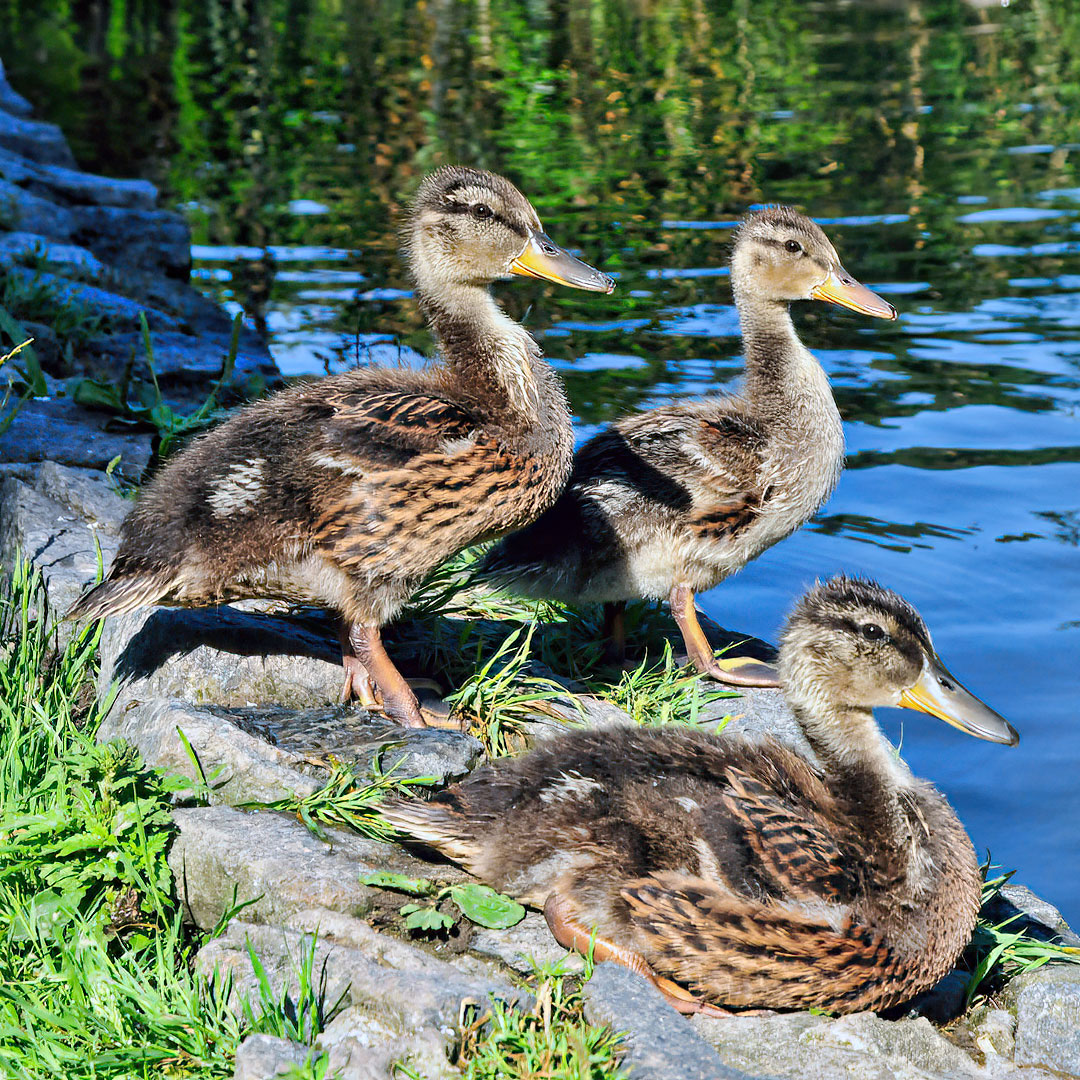 Found An Animal? | Wildlife Rescue