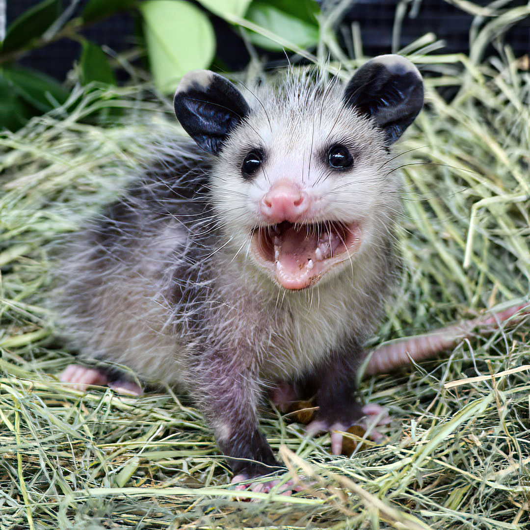 Found An Animal? | Wildlife Rescue