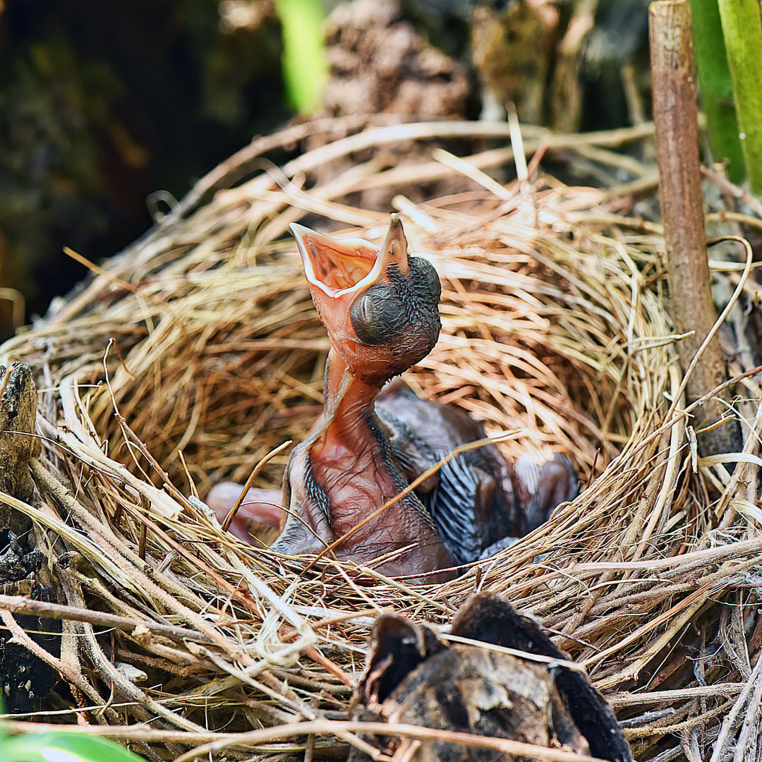 Found An Animal? | Wildlife Rescue